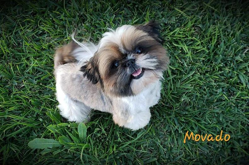 www.monicaimperialshihtzu.com